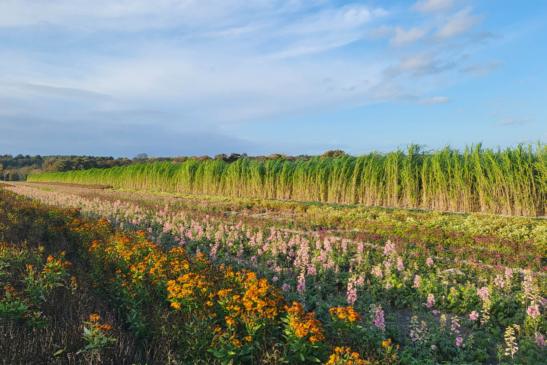 GreenDutch – CO2-reductie op Nederlandse natuur- en landbouwgebieden